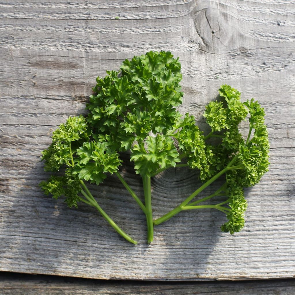 Graines Persil Frisé "Verde Oscuro" - Plantopia Maroc | بذور البقدونس ...