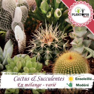 Semences variées "Cactus & succulentes" - Plantopia Maroc | خليط بذور ...