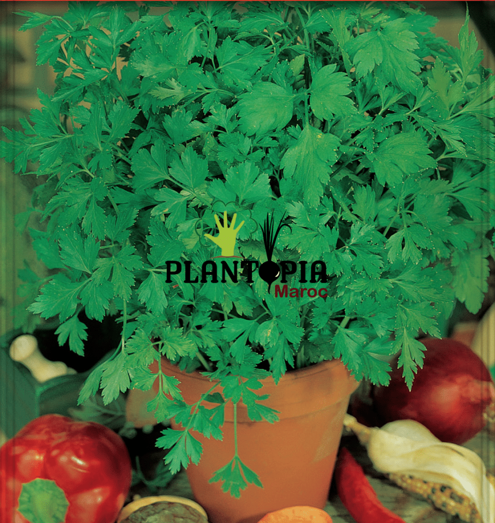 Semences aromatiques "Persil Géant d'Italie" - Plantopia Maroc | بيع ...